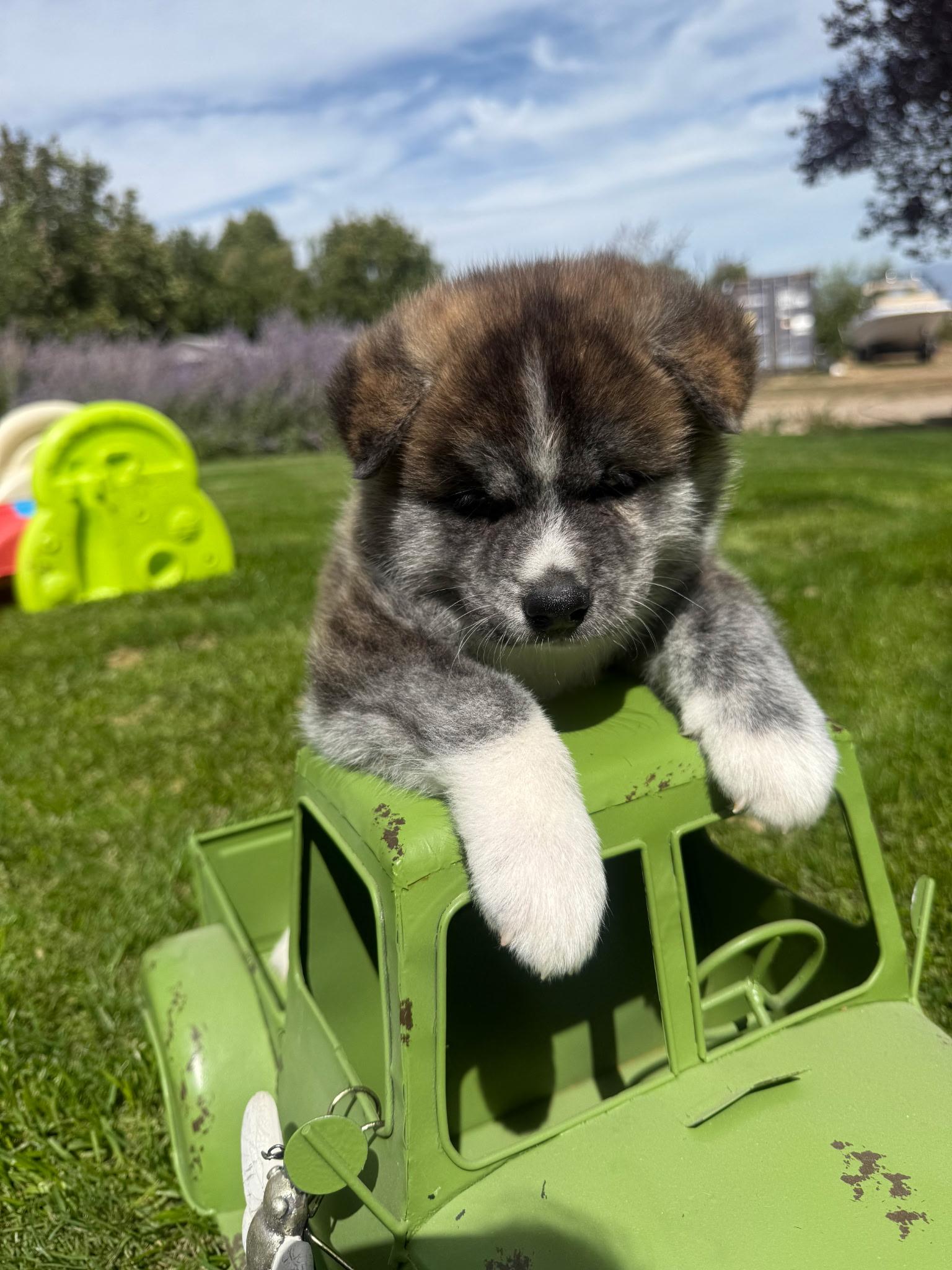 Havoc Akitas in Utah | Japanese Akitainu puppies | Good Dog