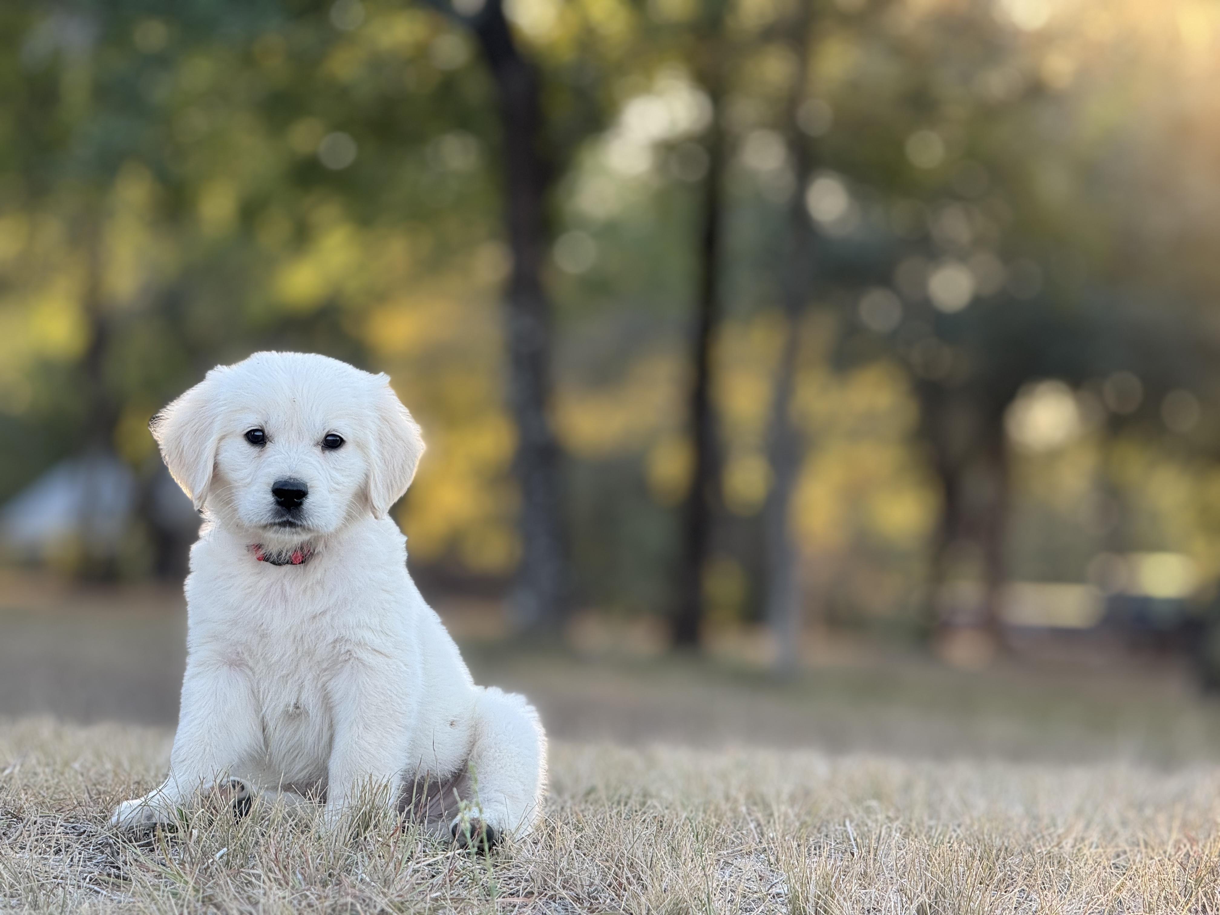 Coconut Cream Goldens in Texas | Golden Retriever puppies | Good Dog