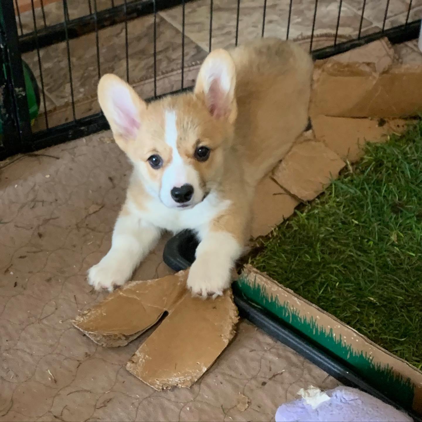 Shenanigans Ranch in California | Pembroke Welsh Corgi puppies | Good Dog