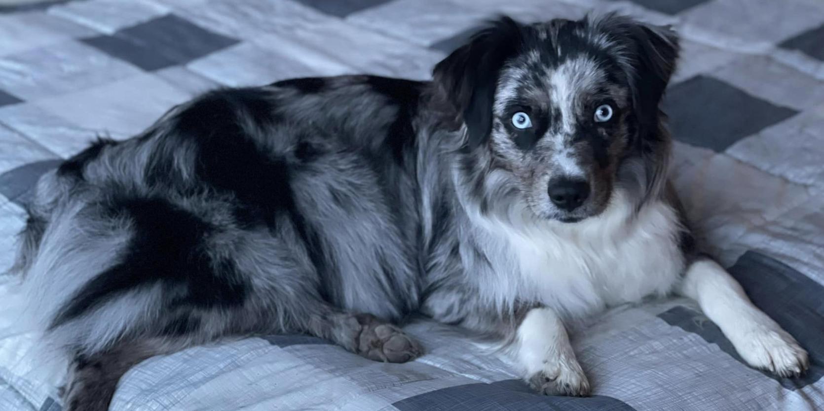 True Blue Mini Aussies in Washington | Miniature Australian Shepherd ...