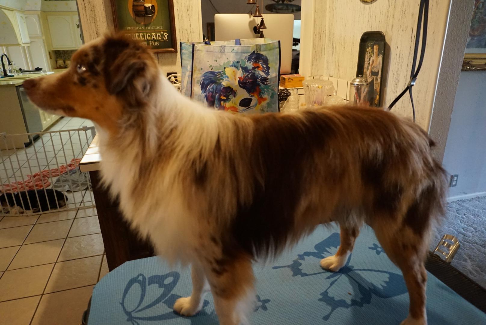 Halls Outlaw Aussies in Texas | Australian Shepherd puppies | Good Dog