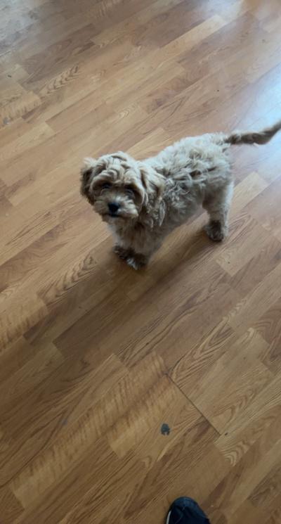 Kelli Griffin's Cavapoos in Iowa | Cavapoo puppies | Good Dog