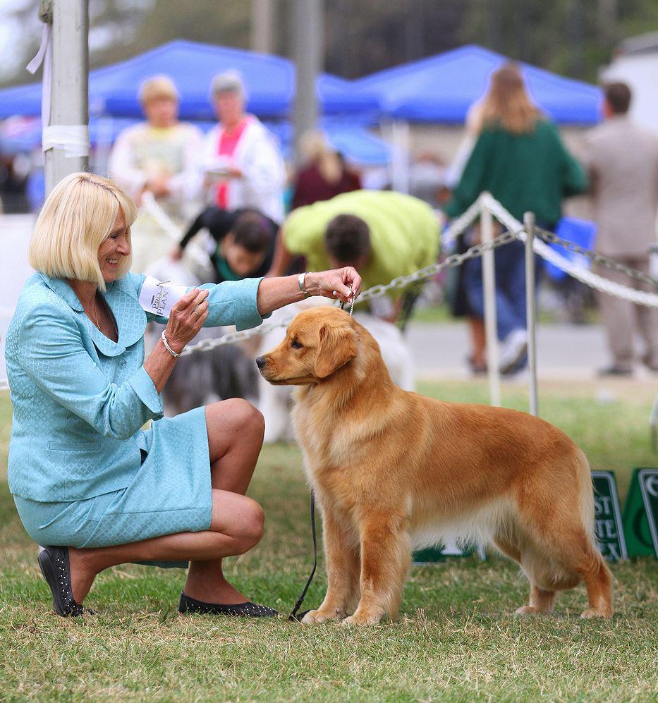 Cheyenne's Golden Retrievers in California | Golden Retriever puppies ...