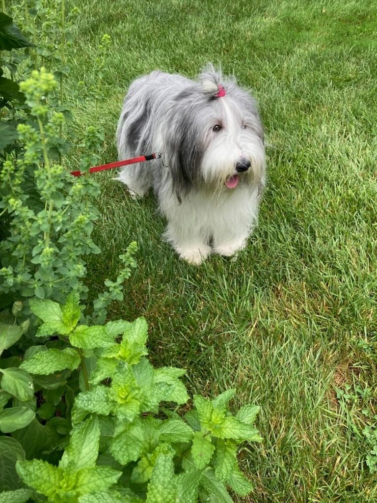 Linda's Bearded Collies in California | Bearded Collie puppies | Good Dog