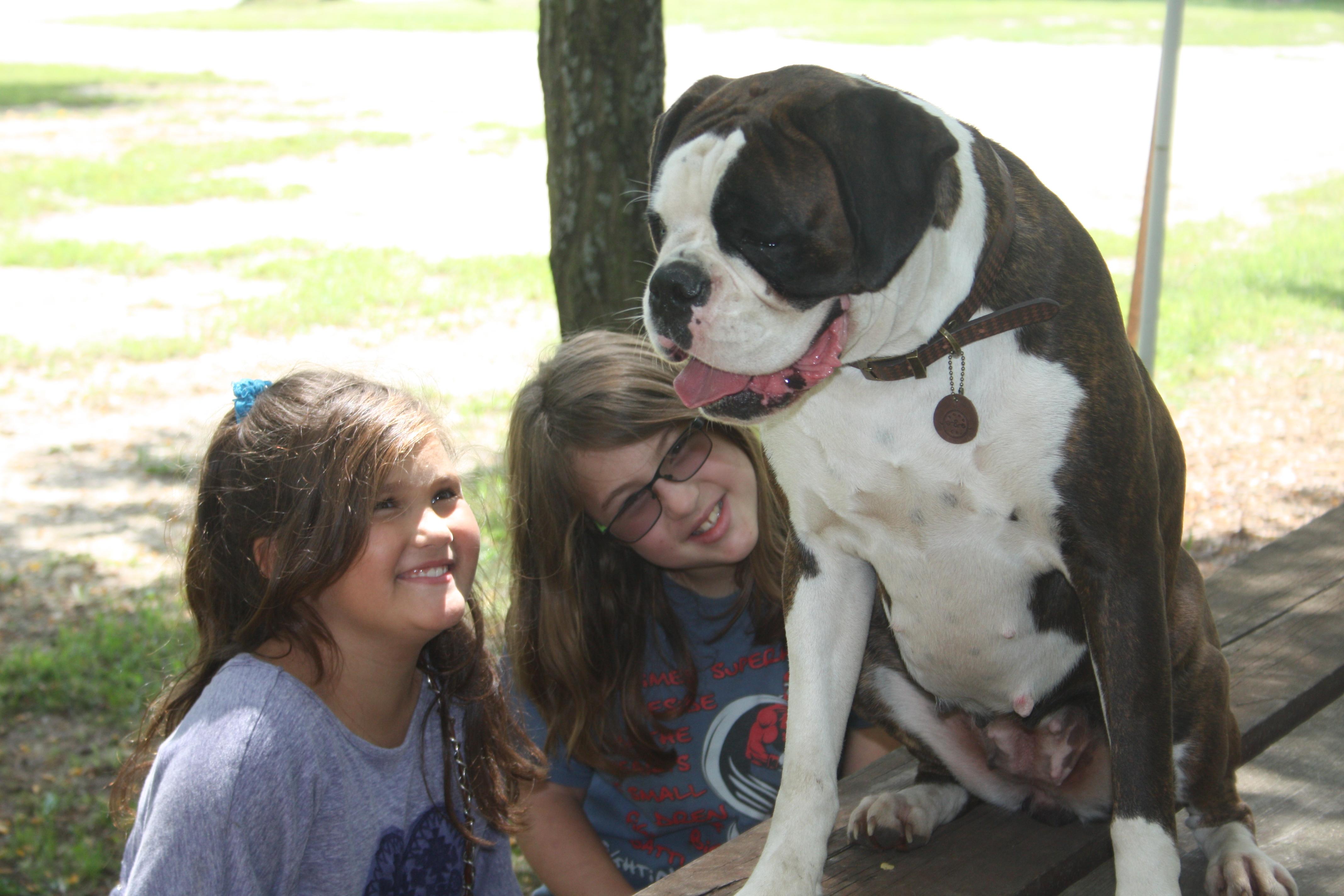 Paradise Ranch Boxers in Kansas | Boxer puppies | Good Dog