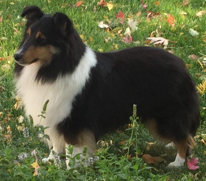 Xanadu Shelties in Colorado | Shetland Sheepdog puppies | Good Dog