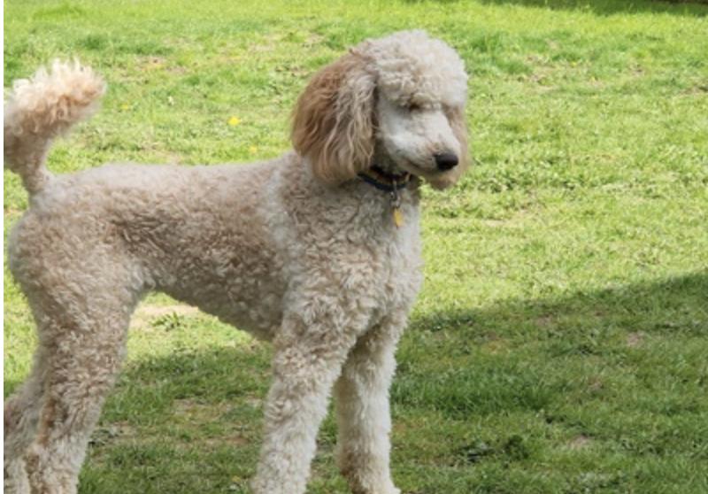 Rainbow Poodles in Oregon | Poodle puppies | Good Dog