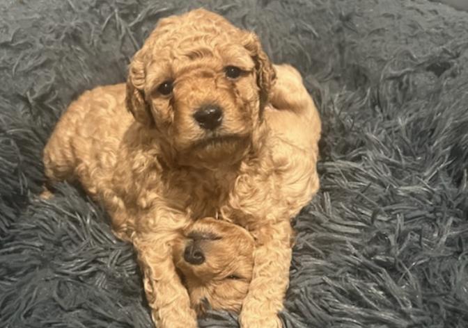 Red Maltipoos in California | Maltipoo puppies | Good Dog