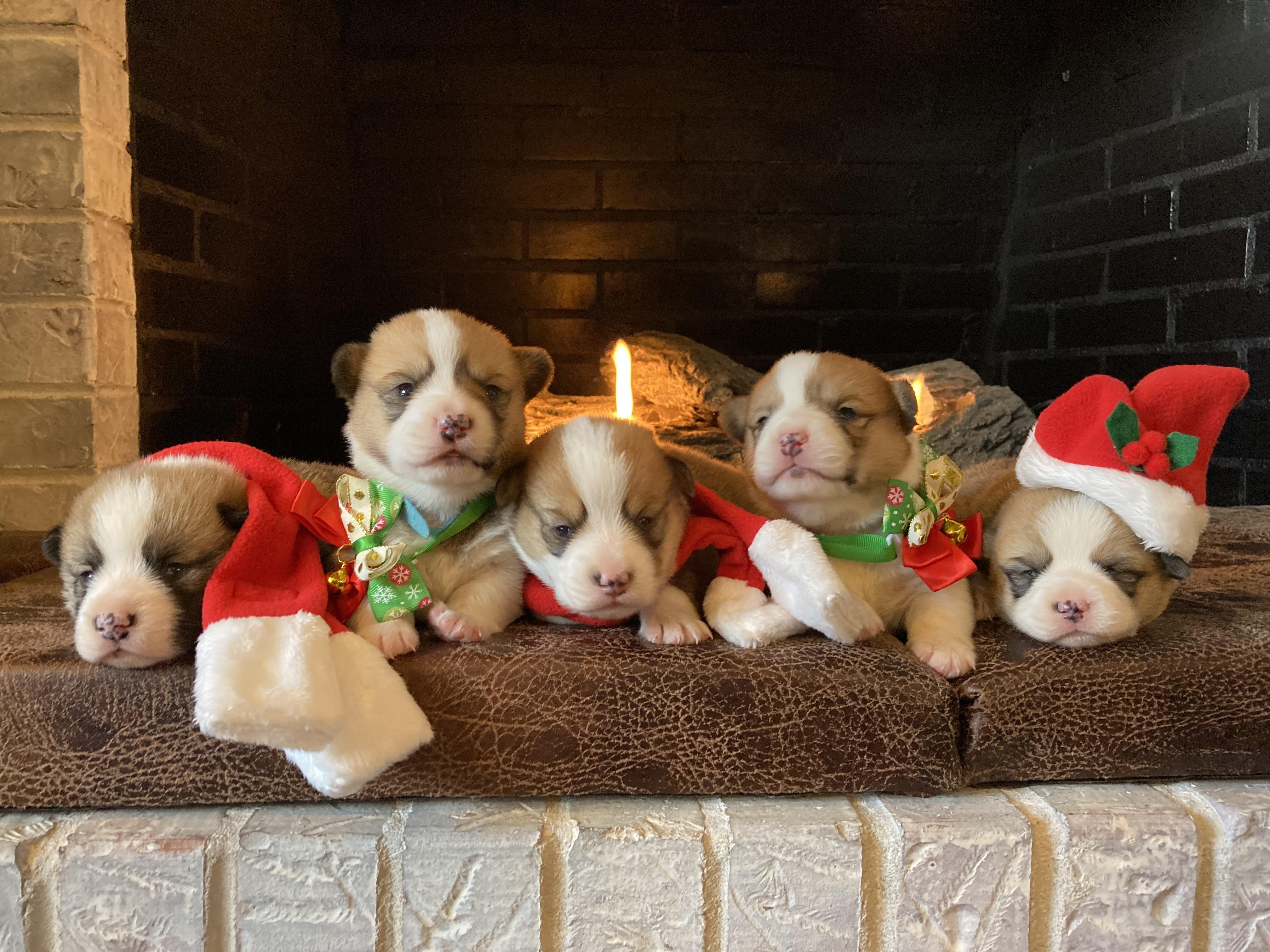 Sulphur Springs Corgis in Tennessee | Pembroke Welsh Corgi puppies ...