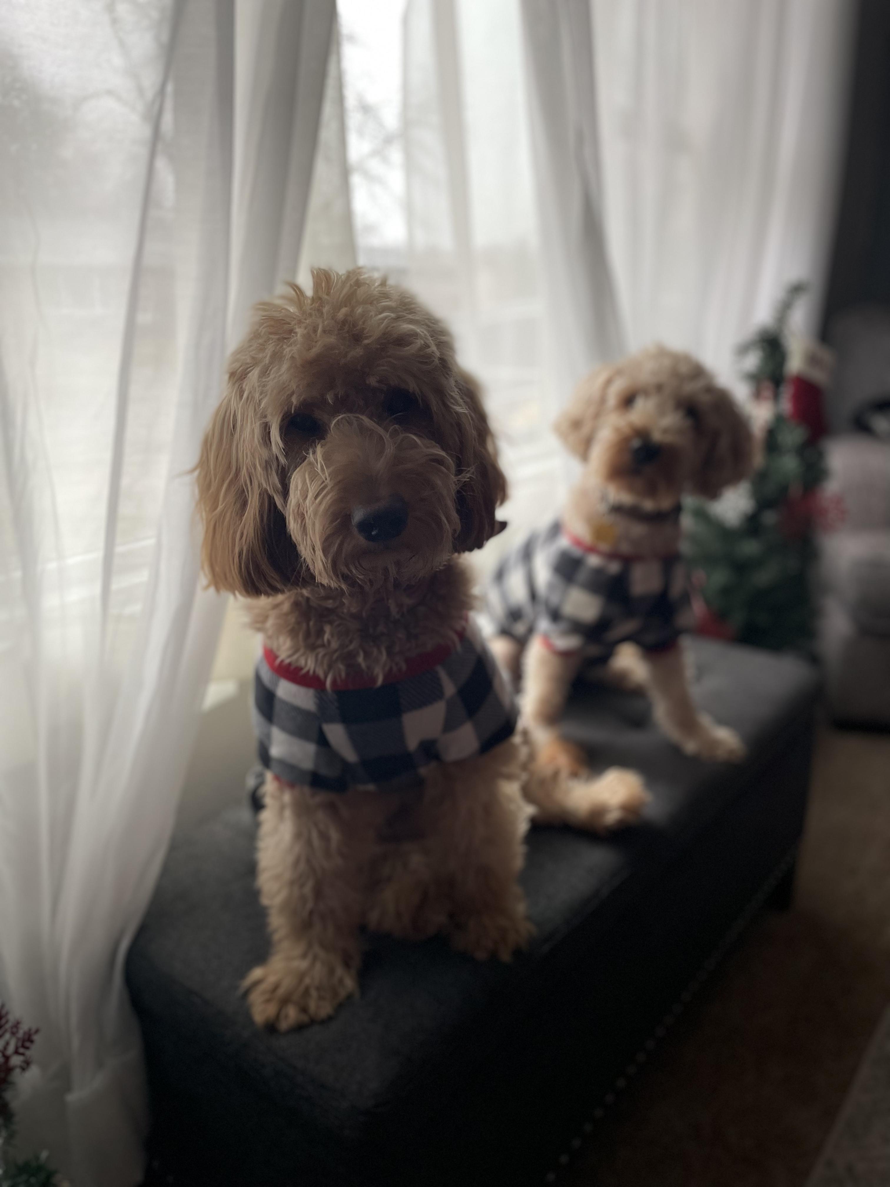 Ice Family Goldendoodles in Iowa | Goldendoodle puppies | Good Dog