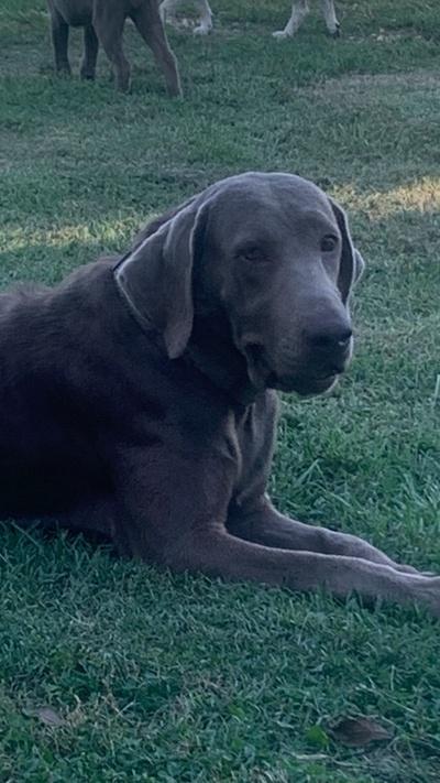 Legendary Lab Retrievers in Louisiana | Dilute Retriever puppies | Good Dog