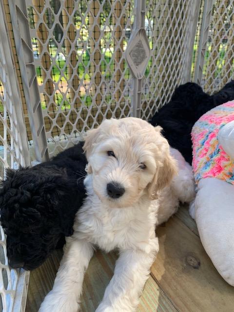 Pawfect Doodles in Florida | Goldendoodle and Double Doodle puppies ...