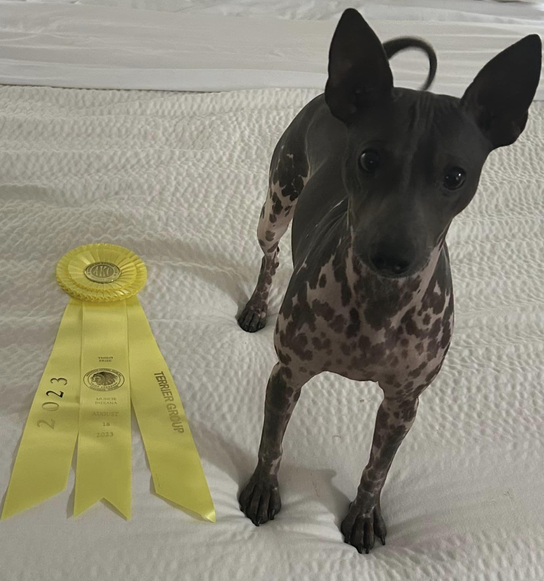 Edelweiss Kennels in Illinois | American Hairless Terrier and Chinese ...