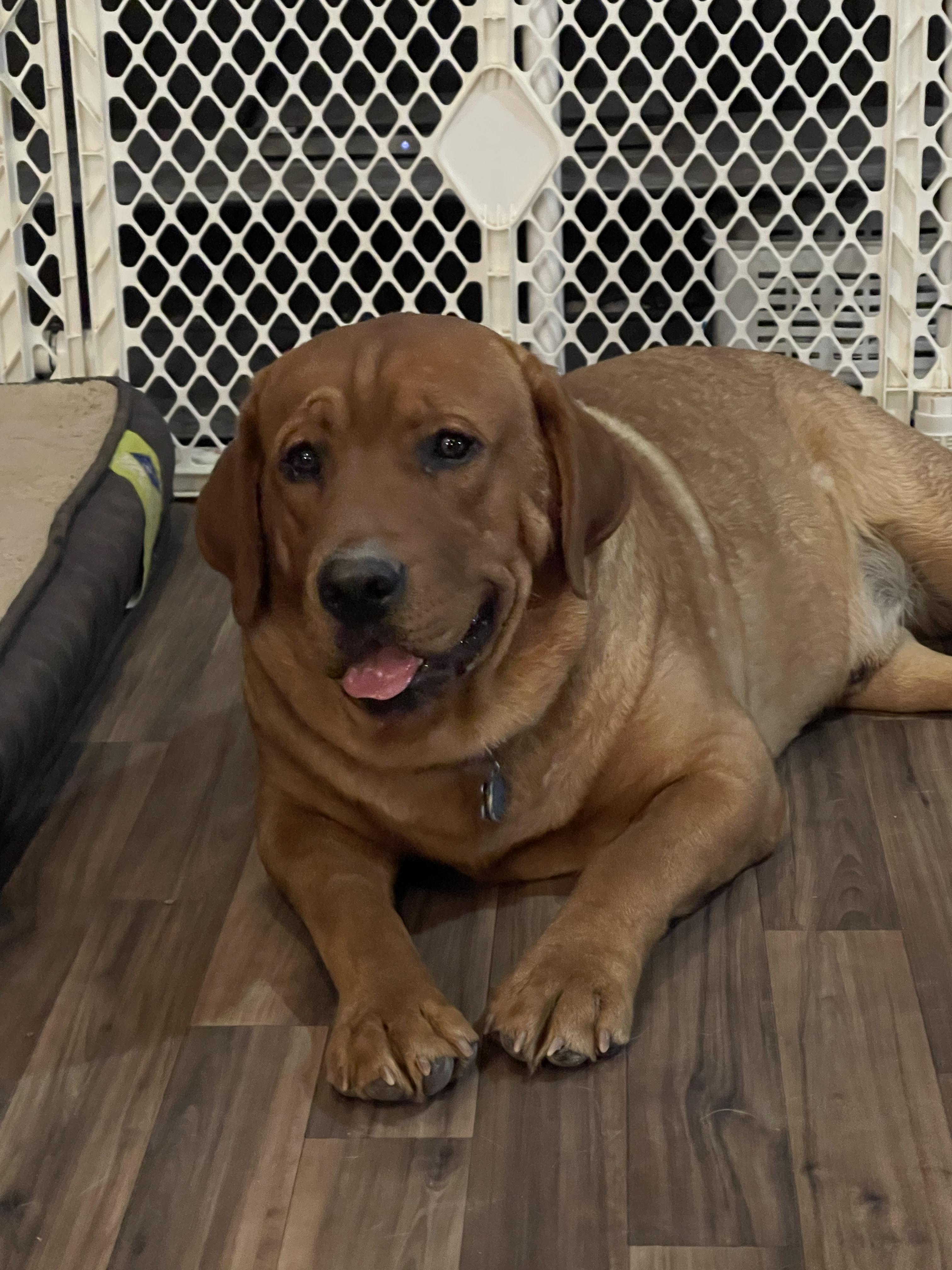 Susan Burkey in Arizona | Labrador Retriever puppies | Good Dog
