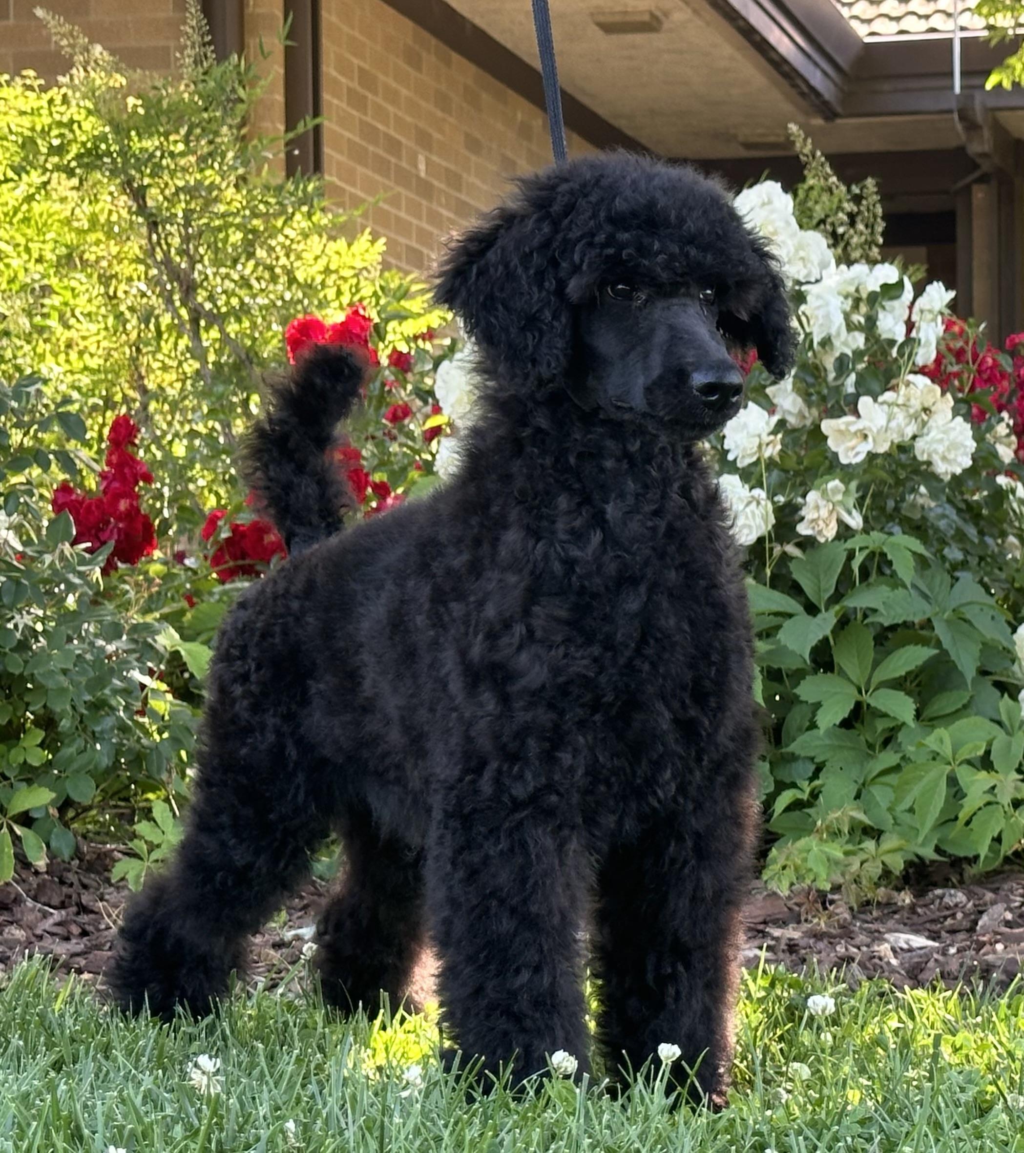 Aura & Luxe Poodles in California | Poodle puppies | Good Dog