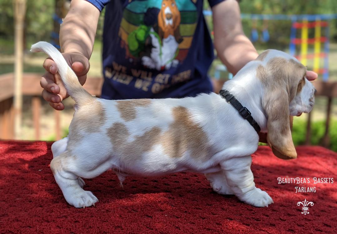 BeautyBea's Flathead Lake Bassets in Montana | Basset Hound puppies ...