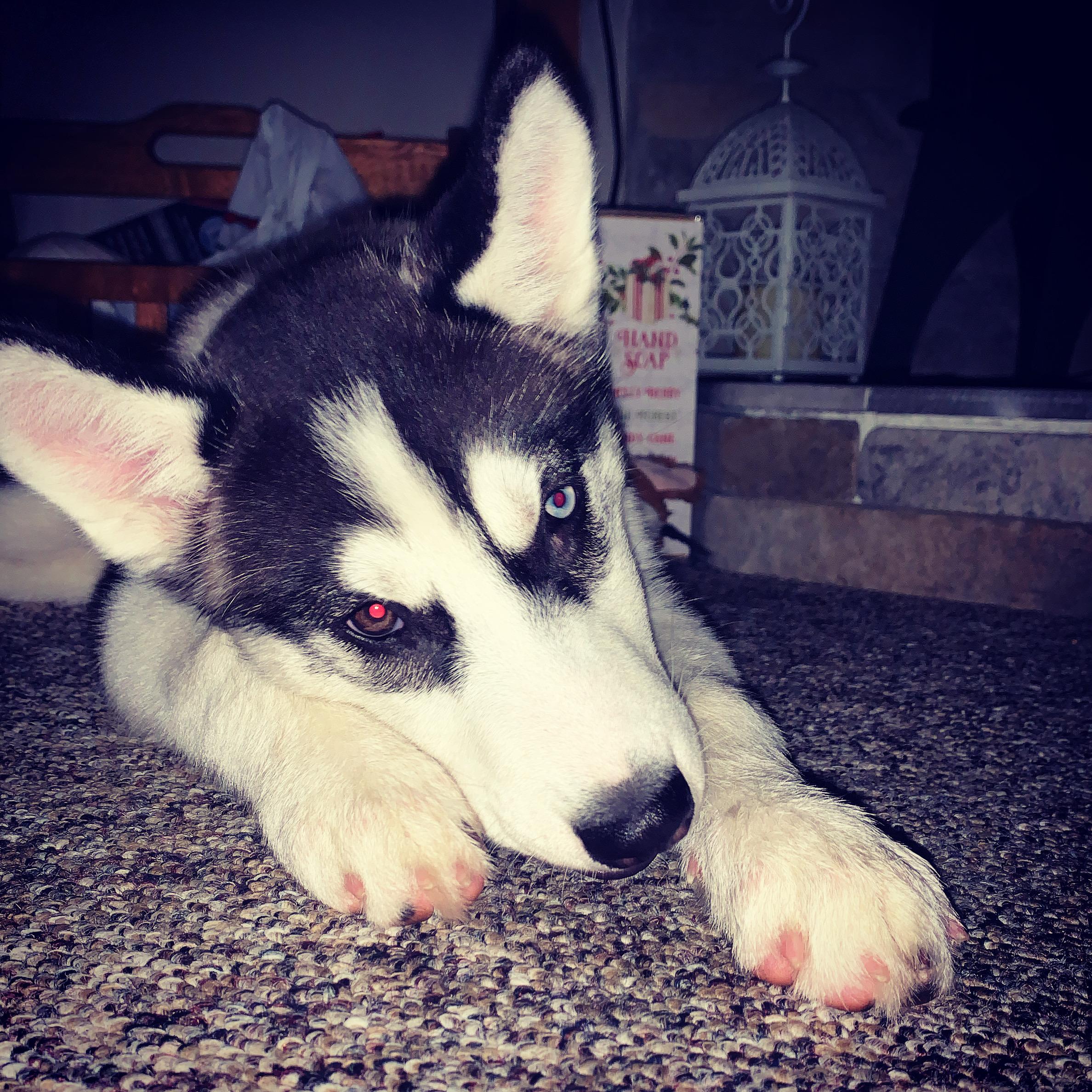 All American Pups in Indiana | Siberian Husky puppies | Good Dog