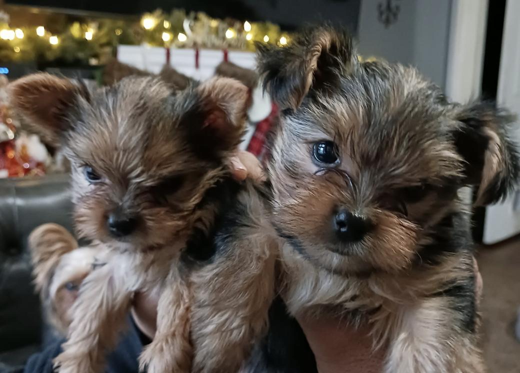 The Yorkies and Us in Oklahoma | Yorkshire Terrier puppies | Good Dog