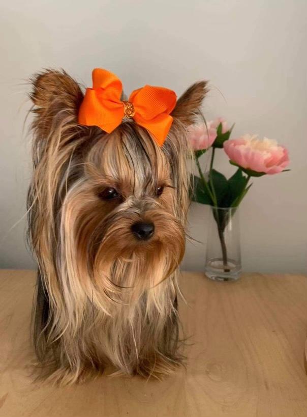 Real Yorkies of NorCal in California | Yorkshire Terrier puppies | Good Dog