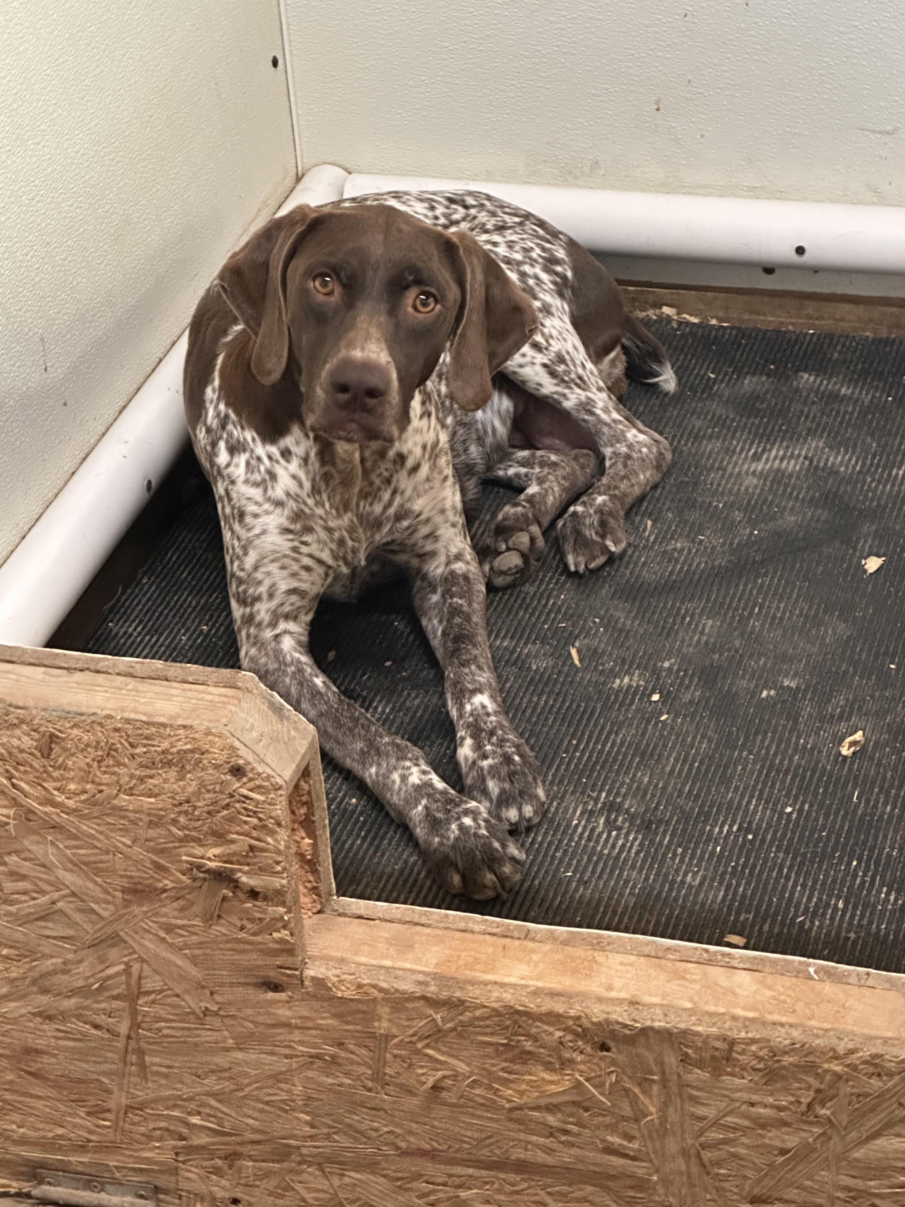 Wayalife Labradors & Gsp’s in North Carolina | German Shorthaired ...