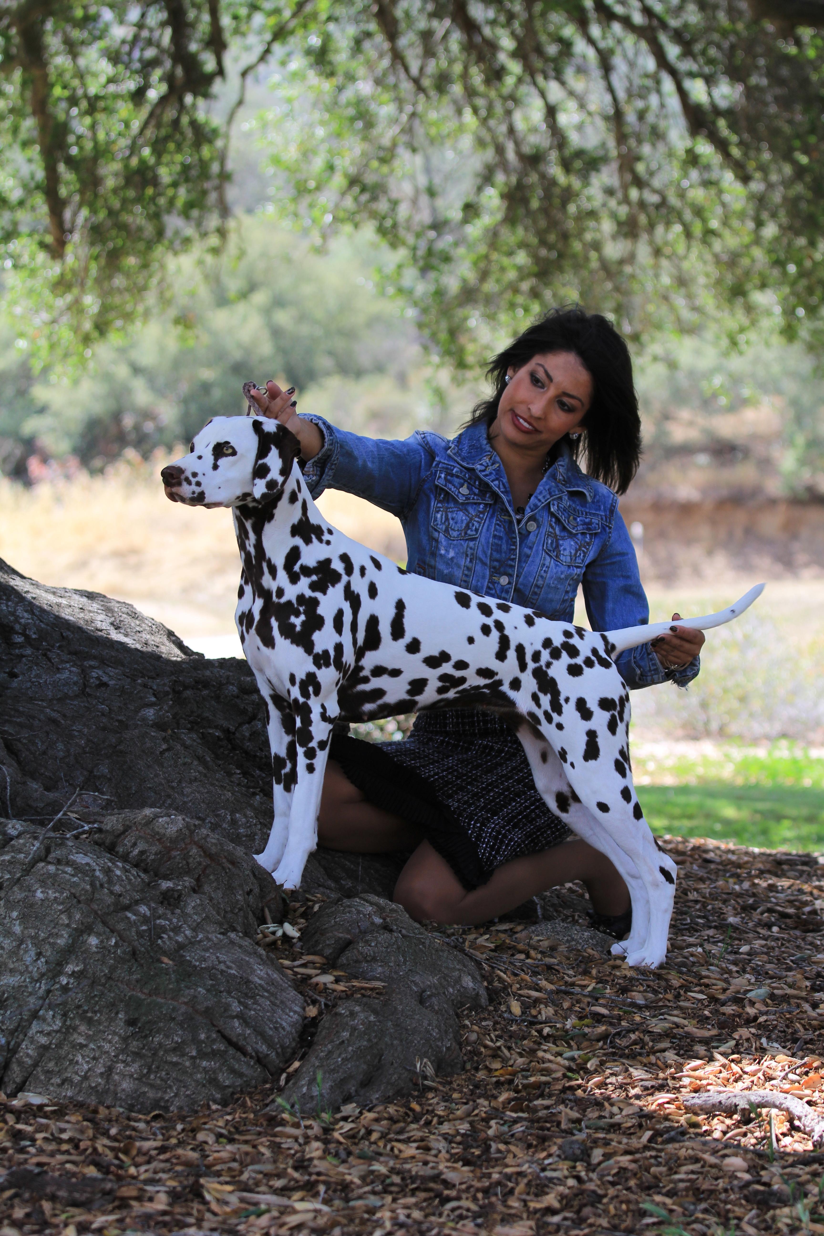 M V ME in Arizona | Dalmatian puppies | Good Dog