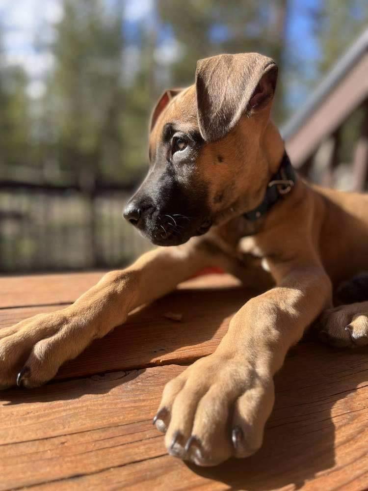 Weslow AKC Danes in Michigan | Great Dane puppies | Good Dog