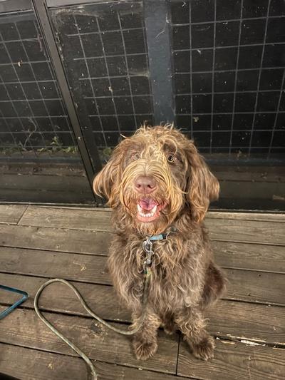 The Breakfast Club Labradoodles in Texas | Labradoodle puppies | Good Dog