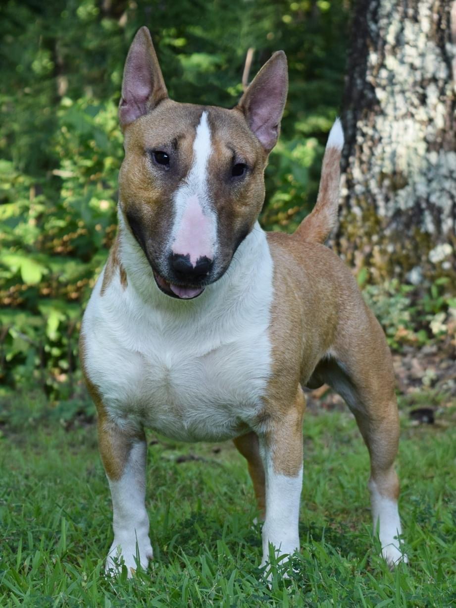 Rossi River Minibulls in North Carolina | Miniature Bull Terrier ...