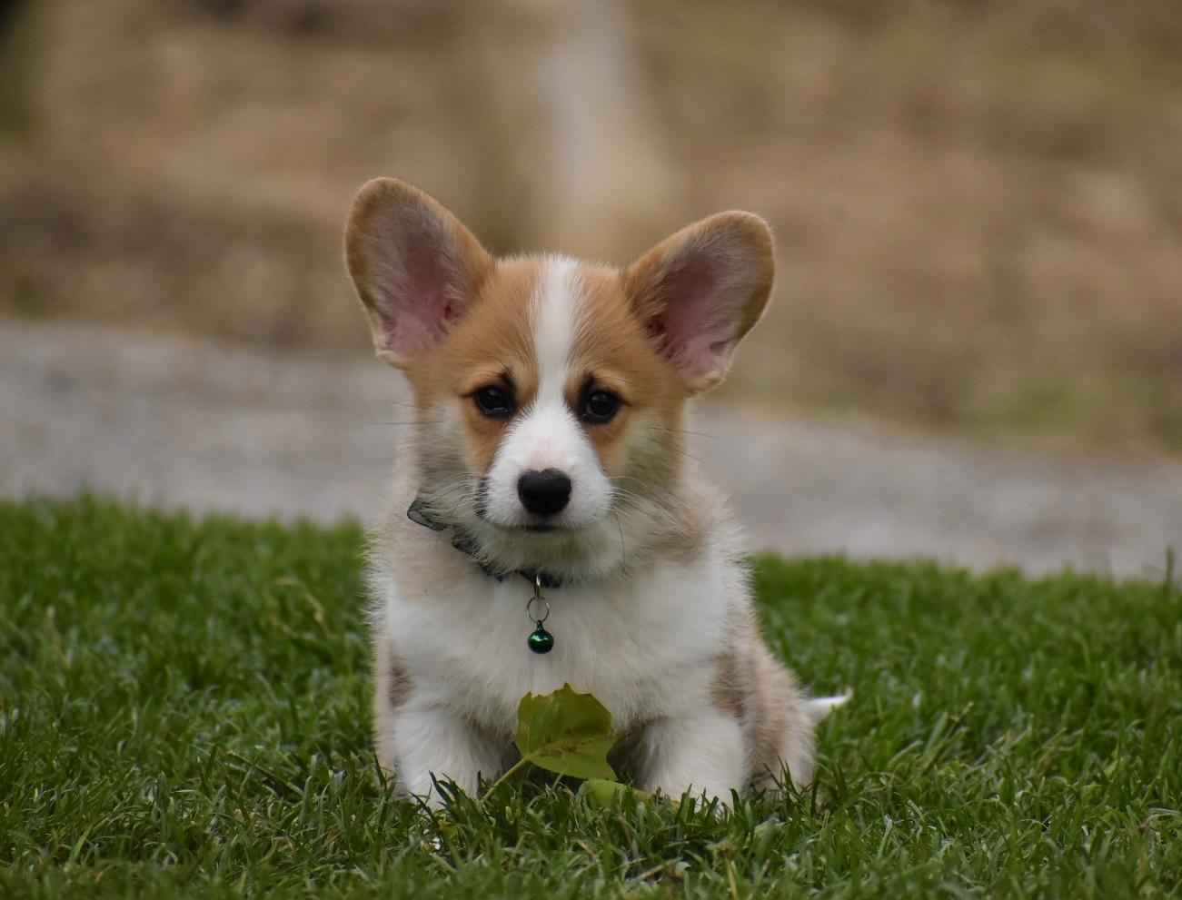 Victorian Farms in Ohio | Pembroke Welsh Corgi puppies | Good Dog