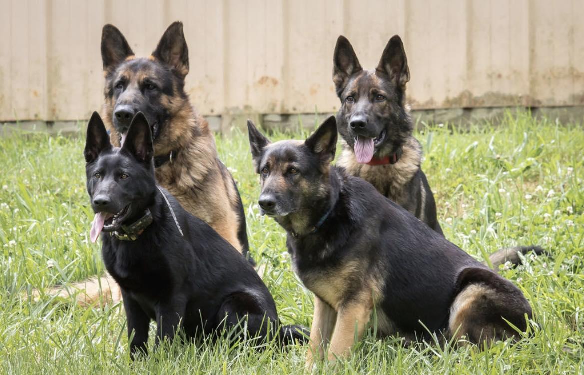 Lucky Z Ranch in Maryland | German Shepherd puppies | Good Dog