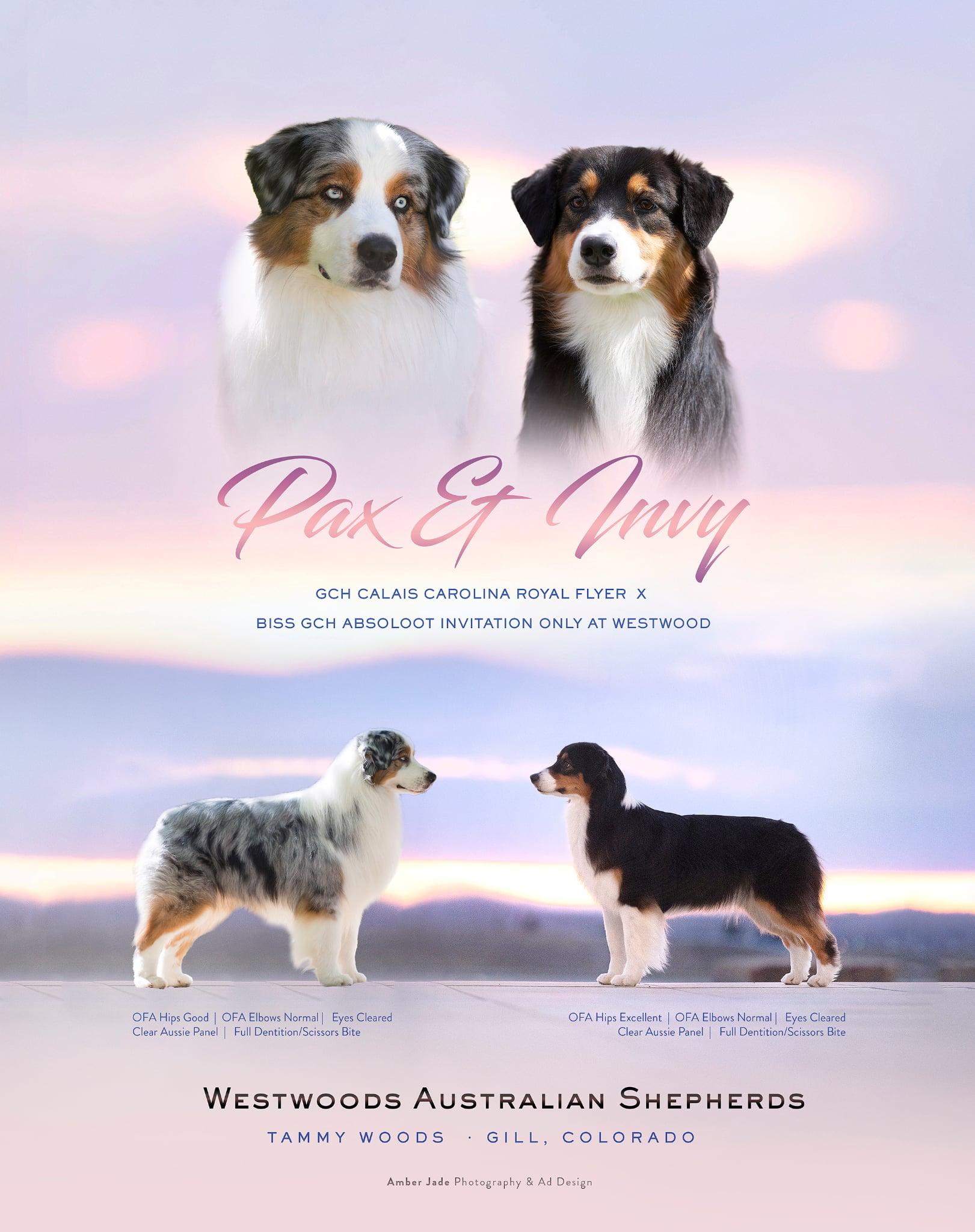 Westwood Australian Shepherds in Colorado | Australian Shepherd puppies ...