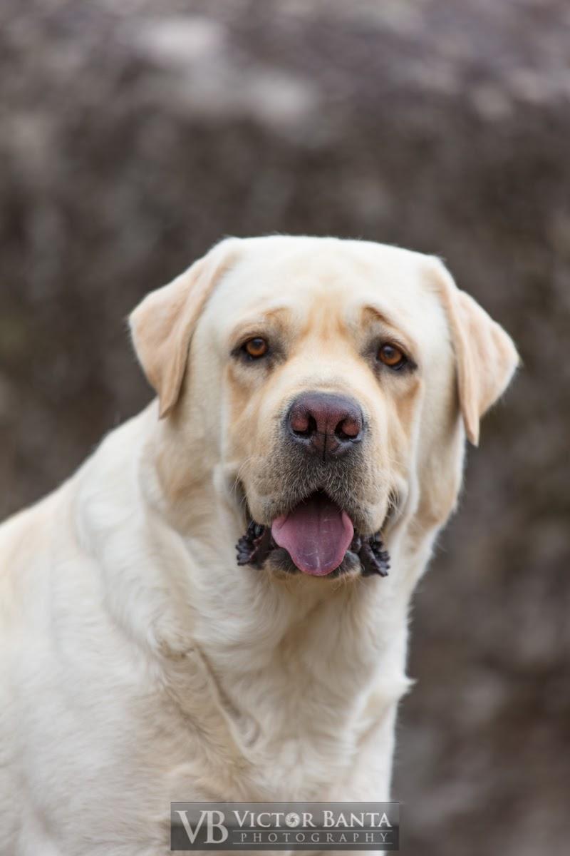 BlackRidge Labradors in Idaho | Labrador Retriever puppies | Good Dog
