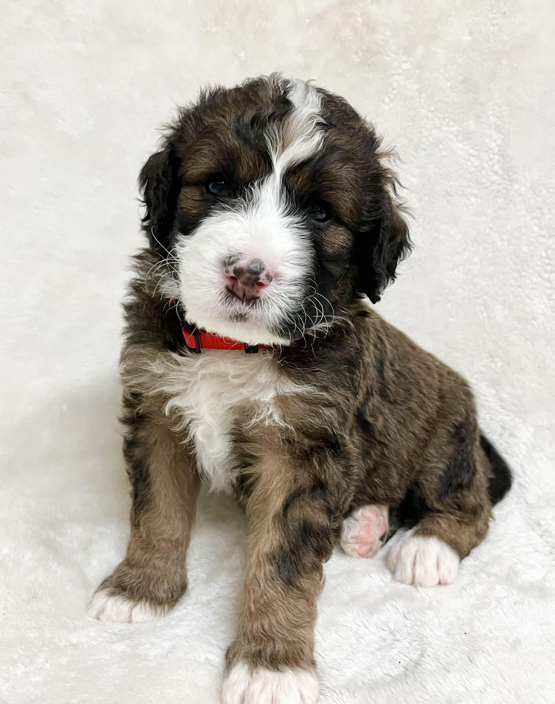 Hope Valley Doodles in Texas | Bernedoodle and Cavapoo puppies | Good Dog