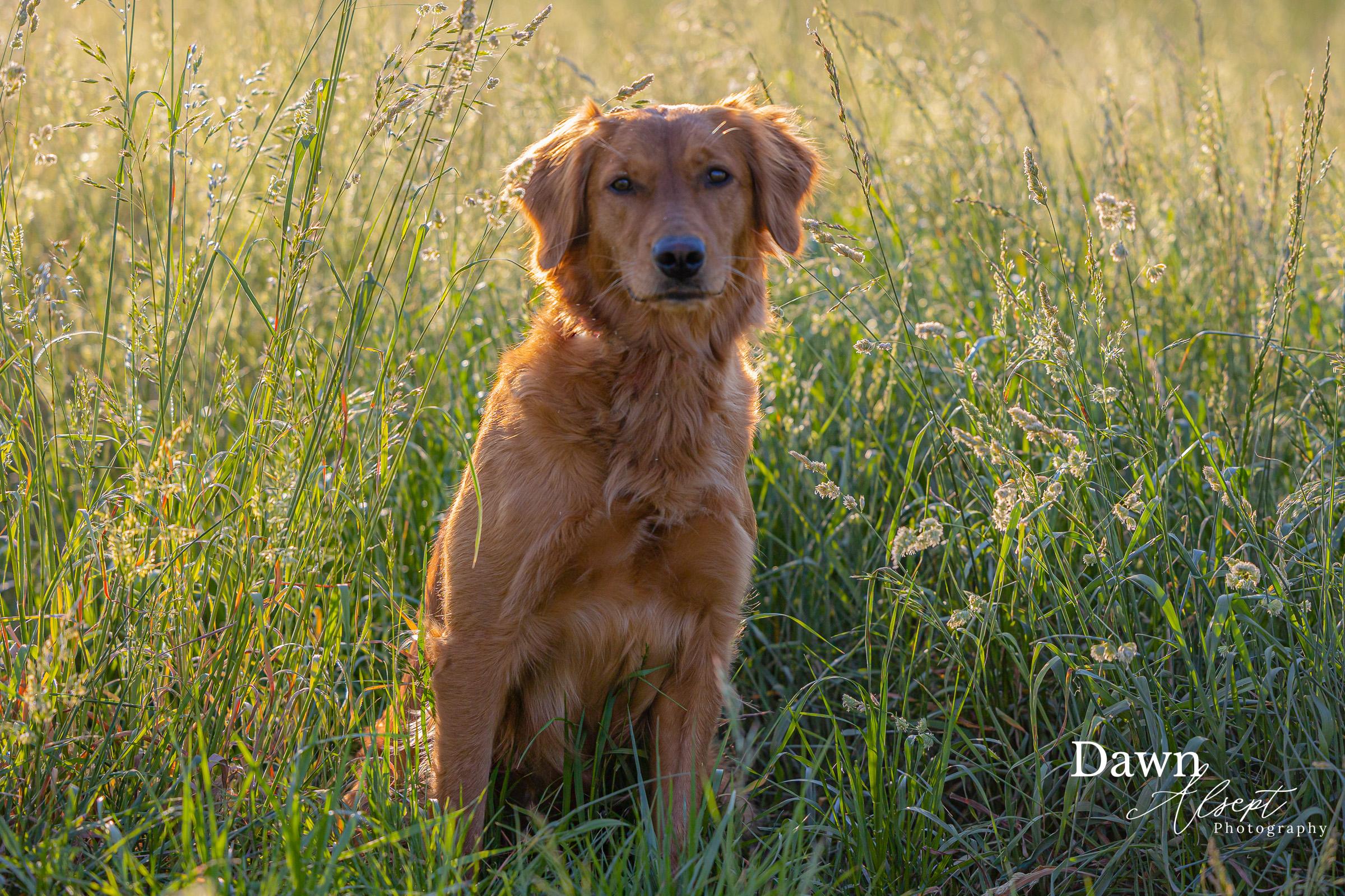 The Dogstead in Tennessee | Golden Retriever and Poodle puppies | Good Dog