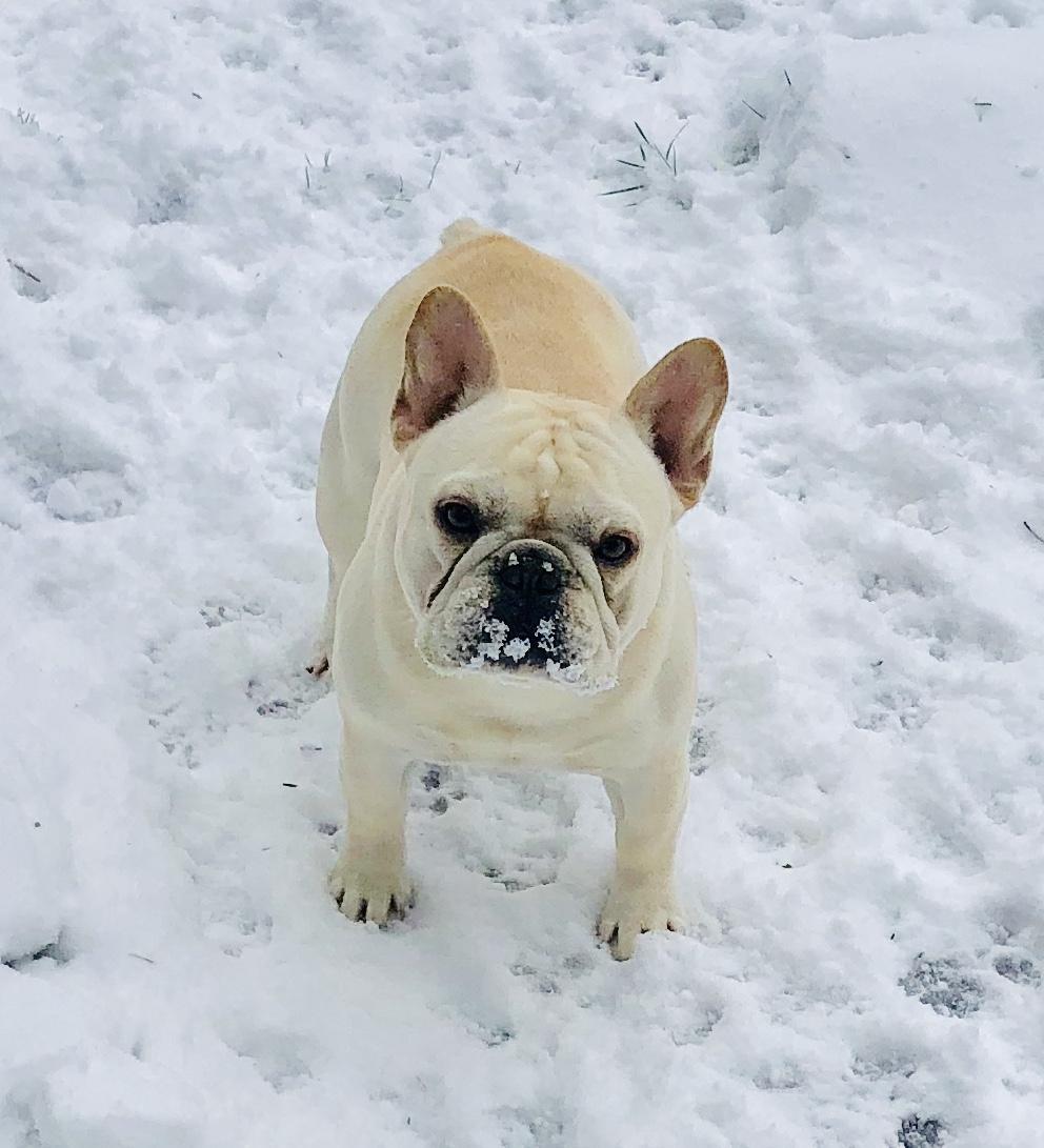 Wusspurrs Frenchies in Washington | French Bulldog puppies | Good Dog