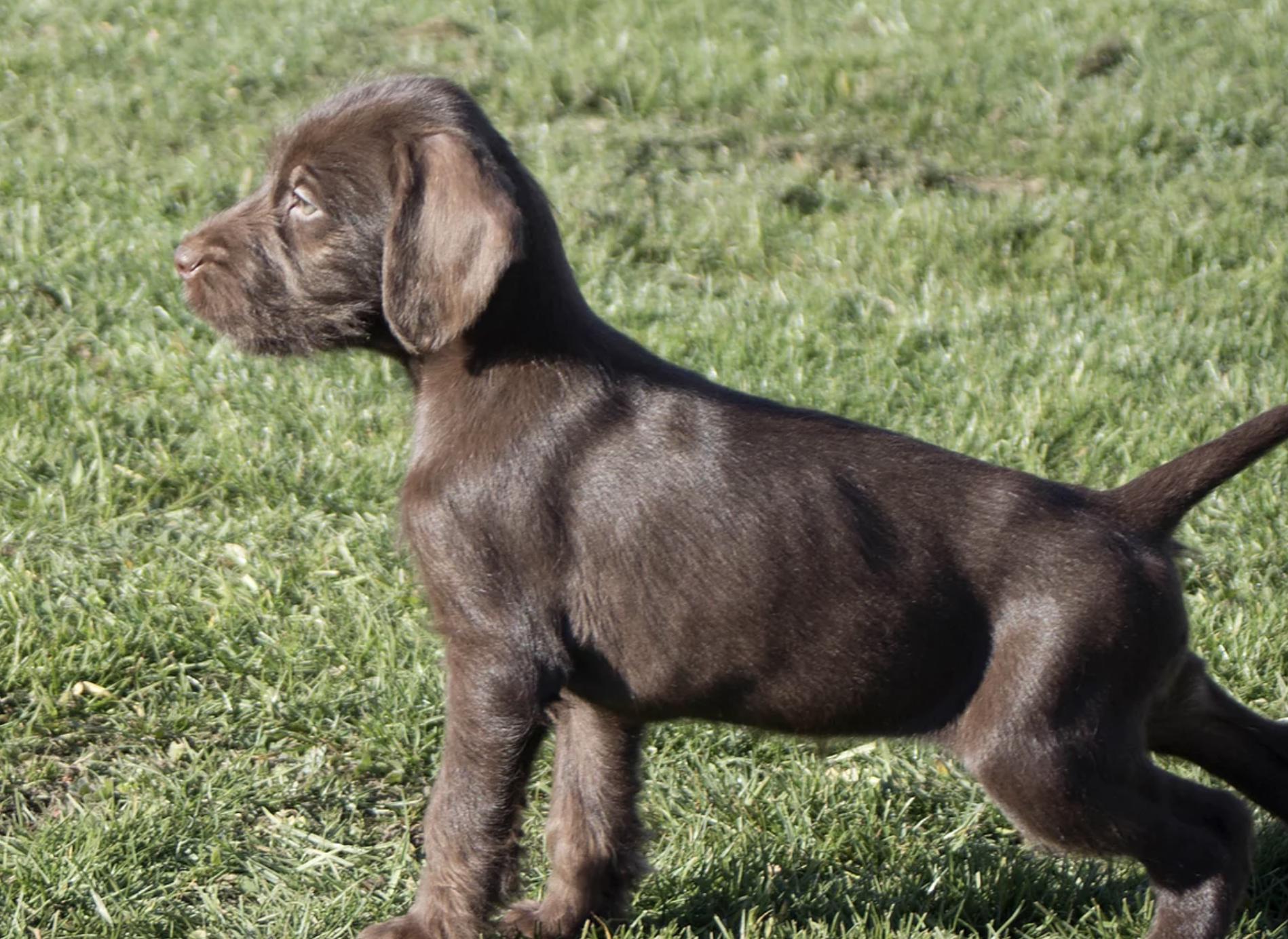 Shiloh Hills Pudelpointers in Tennessee | Pudelpointer puppies | Good Dog