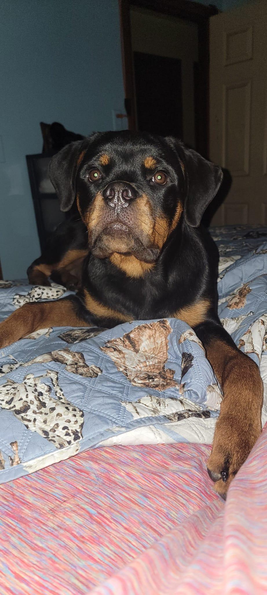 Twilight Farms in Michigan | Rottweiler puppies | Good Dog