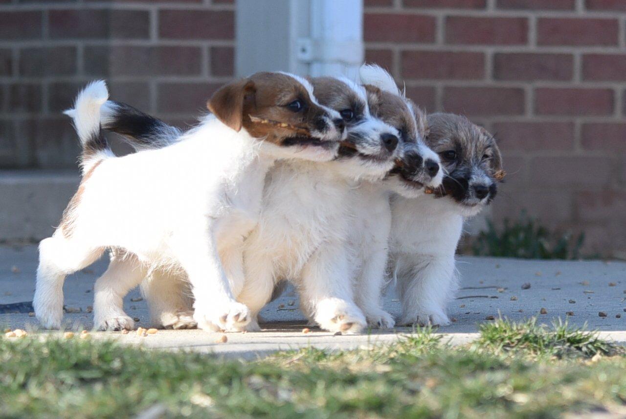 DBF Russell Terriers in Virginia | Russell Terrier puppies | Good Dog