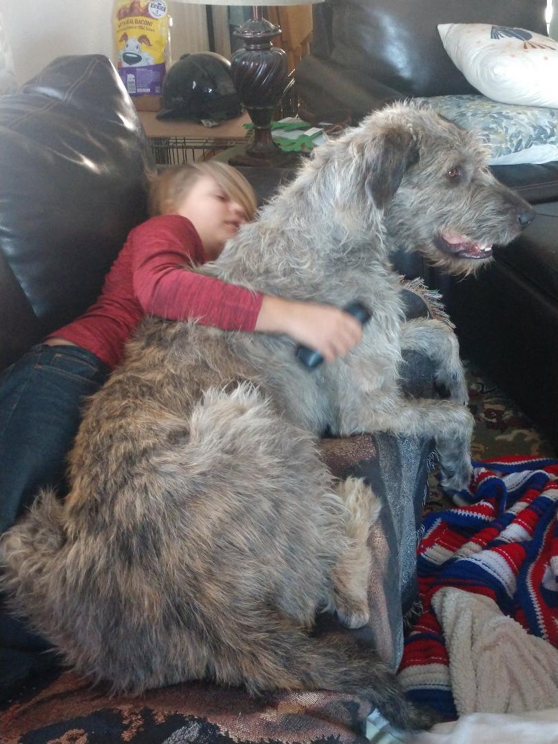 Faolan Irish Wolf Hounds in Nebraska | Irish Wolfhound puppies | Good Dog
