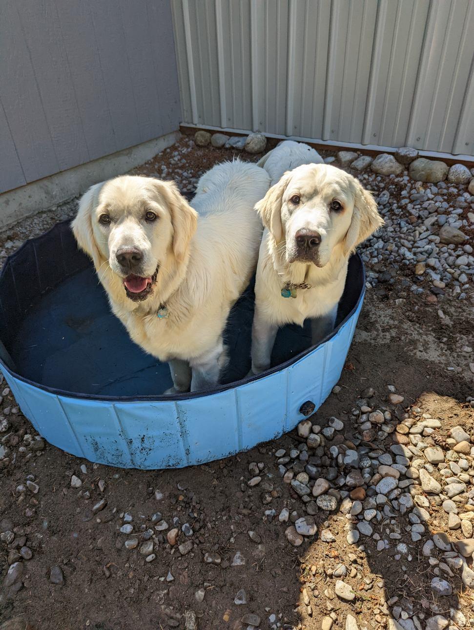 Royal Golden's in Idaho | Golden Retriever puppies | Good Dog
