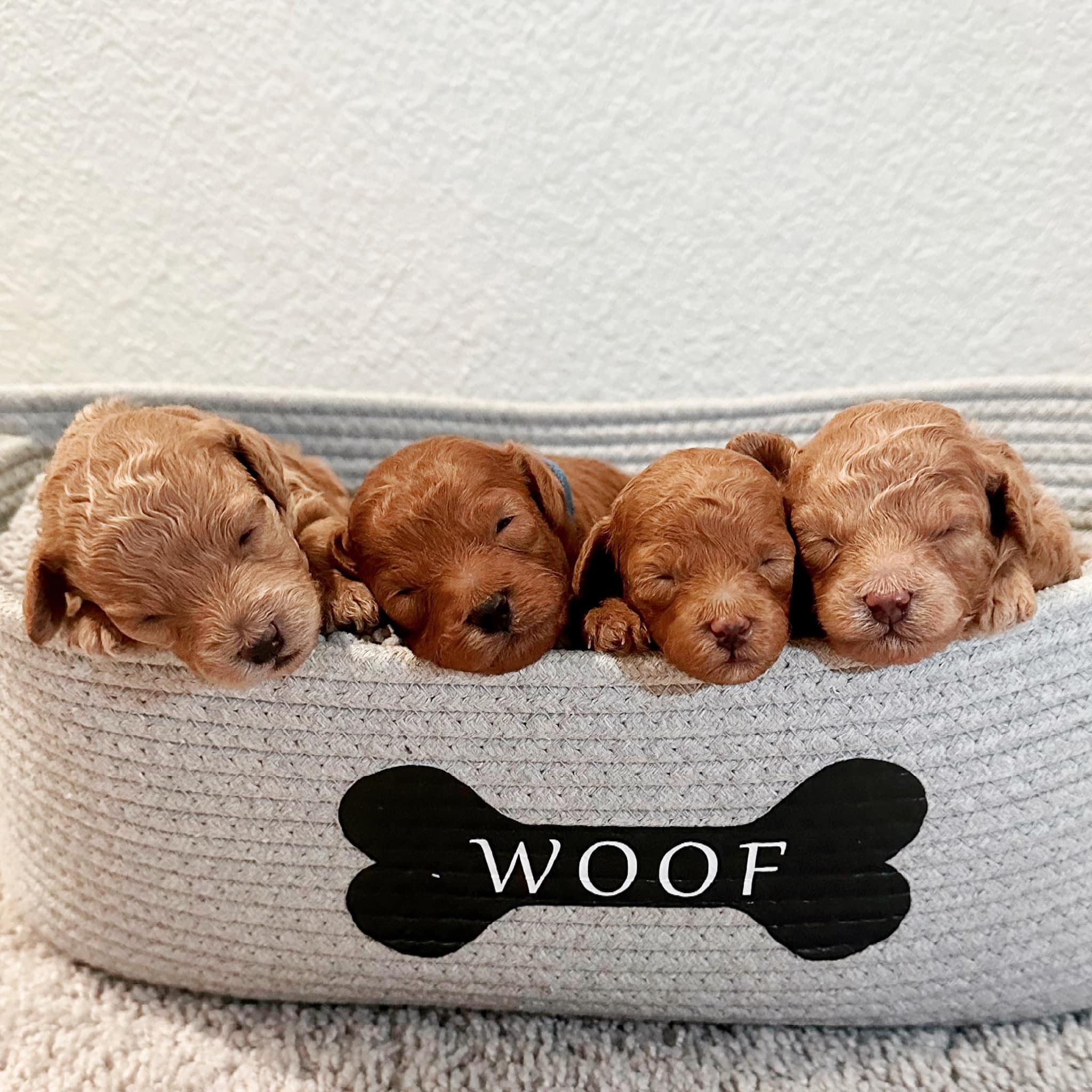 Red Toy Poodle World in California | Poodle puppies | Good Dog