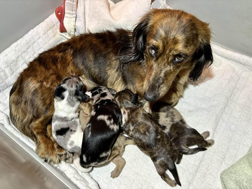 Boyer’s Dachshunds in Pennsylvania | Dachshund puppies | Good Dog