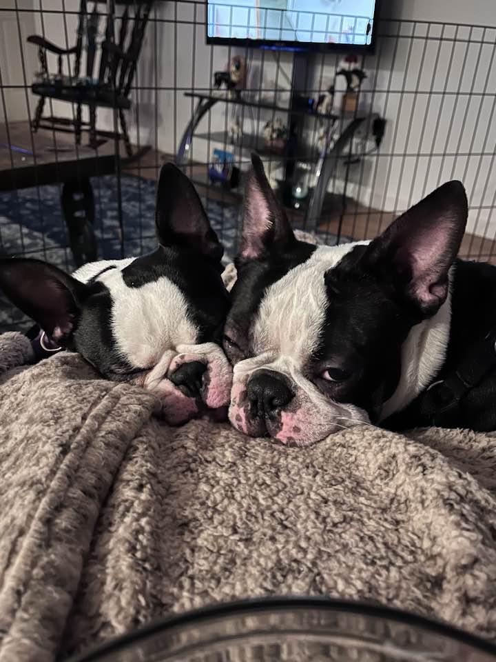 Briar oak farm in New Jersey | Boston Terrier puppies | Good Dog