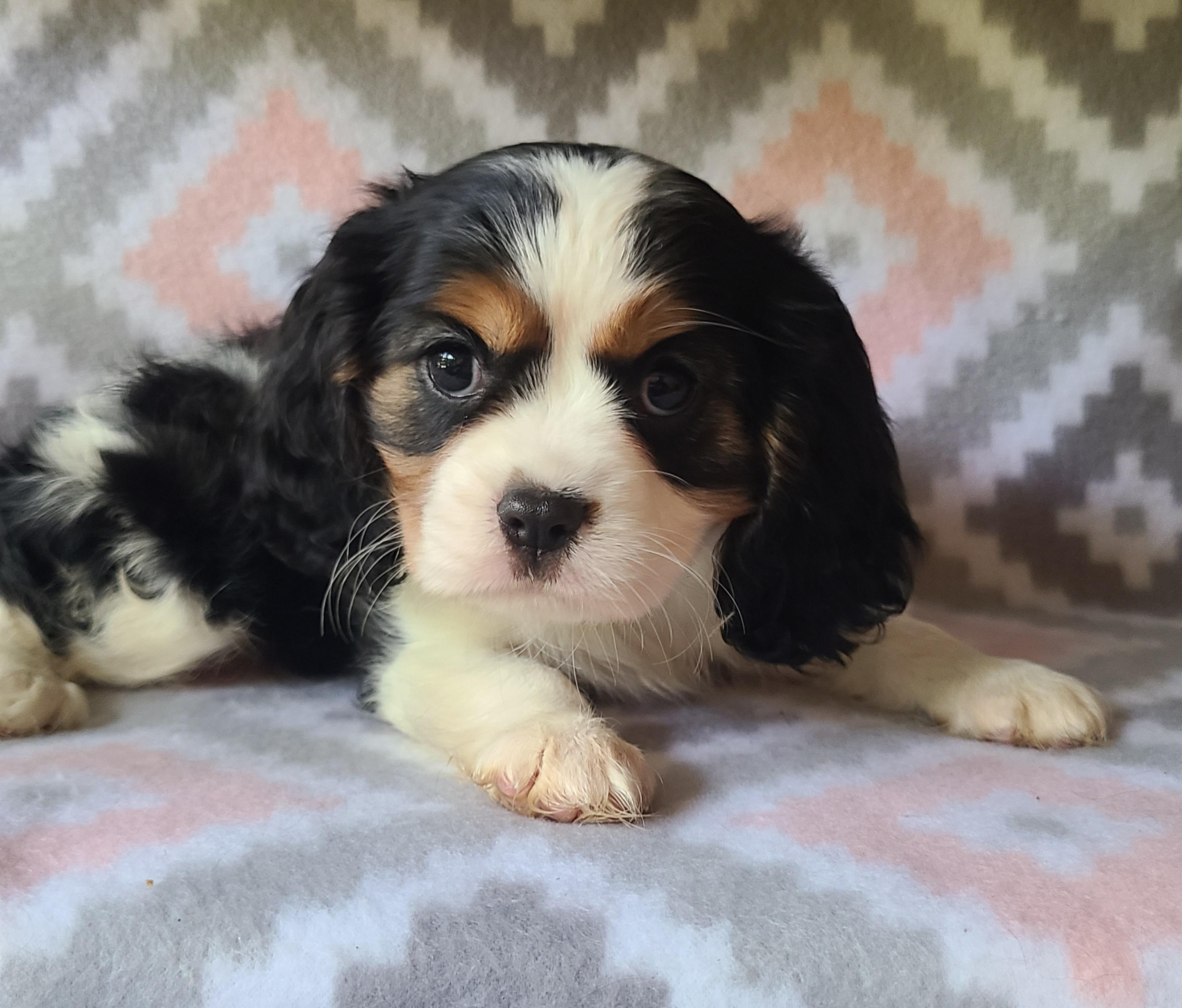 Lily of the Valley Cavaliers in Oklahoma | Cavalier King Charles ...