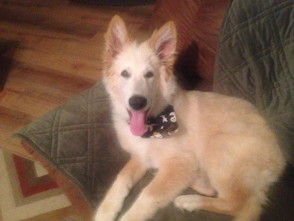 Wolf Hollow Shepherds in Colorado | German Shepherd puppies | Good Dog