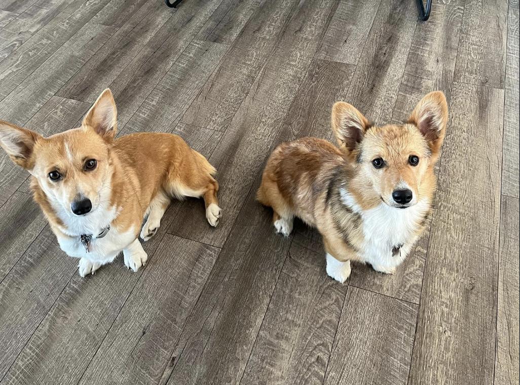 Fox Willow Corgis in Idaho | Pembroke Welsh Corgi puppies | Good Dog
