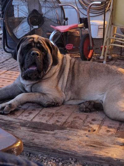 Buck Lane Mastiffs in Arizona | Mastiff puppies | Good Dog