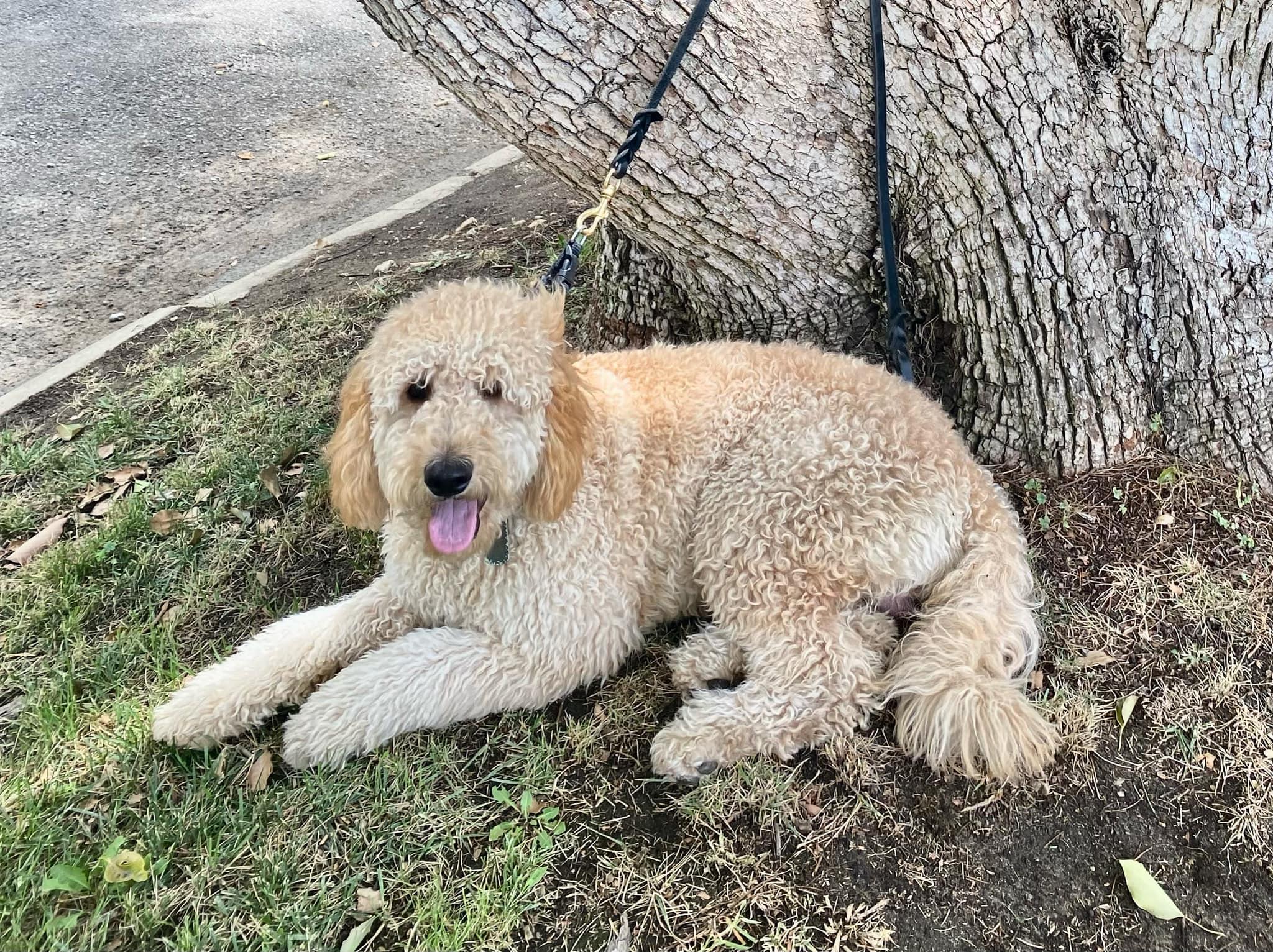 Empire Doodles in California | Goldendoodle puppies | Good Dog