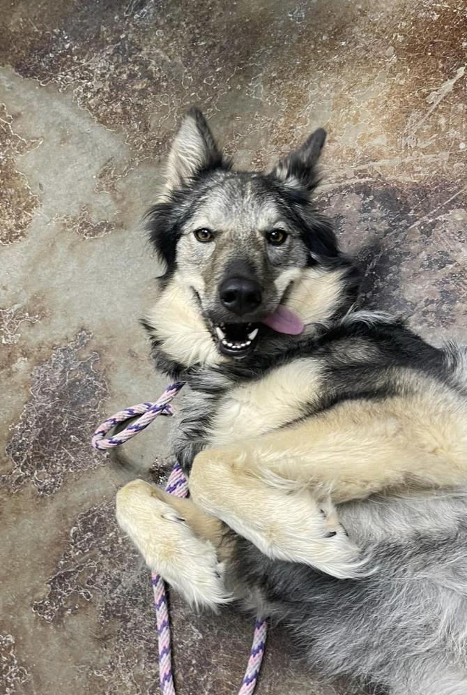 Warrior Tamaskans in Iowa | Tamaskan puppies | Good Dog