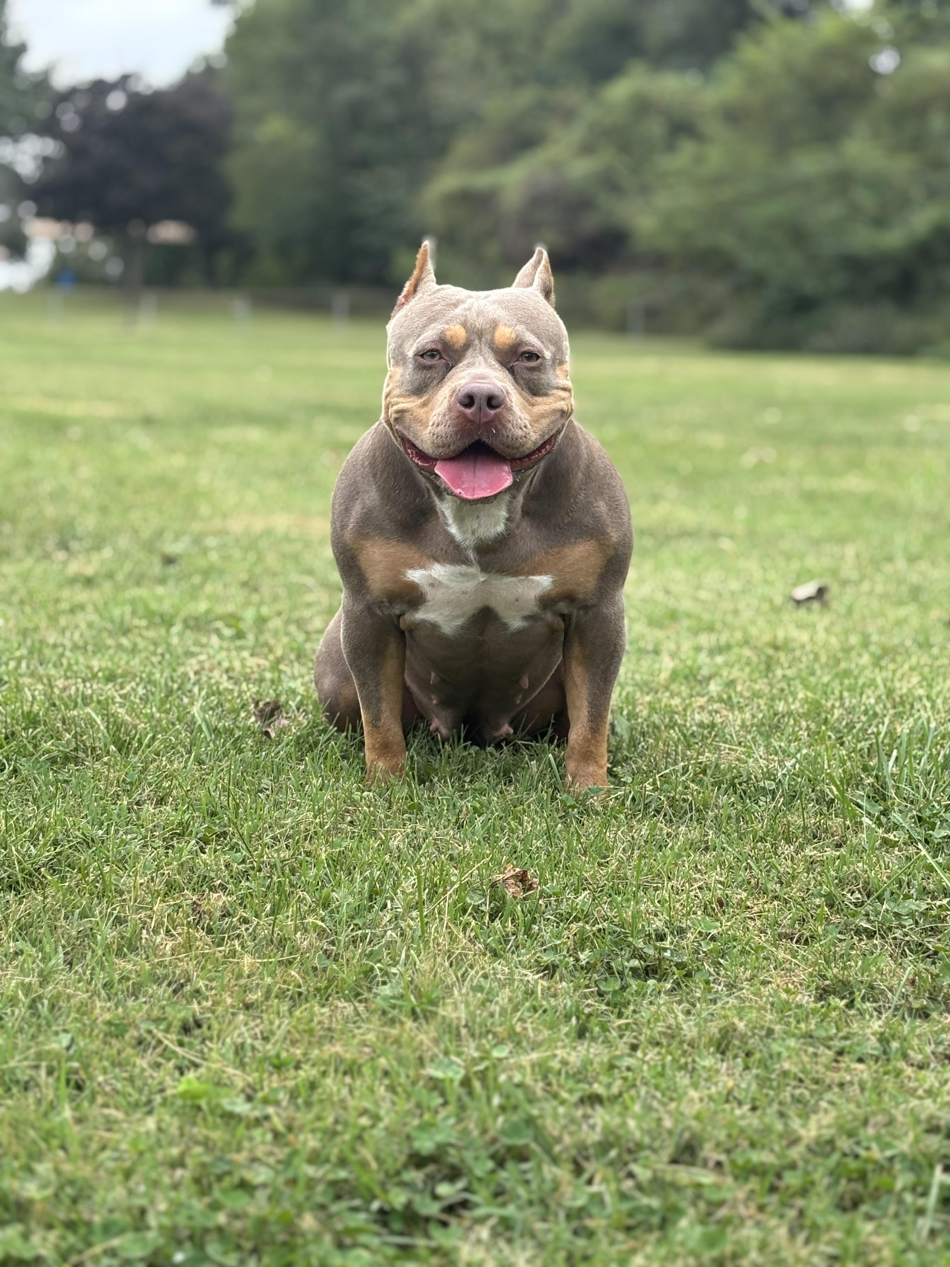 Medusa’s Bullies in Kentucky | American Bully puppies | Good Dog